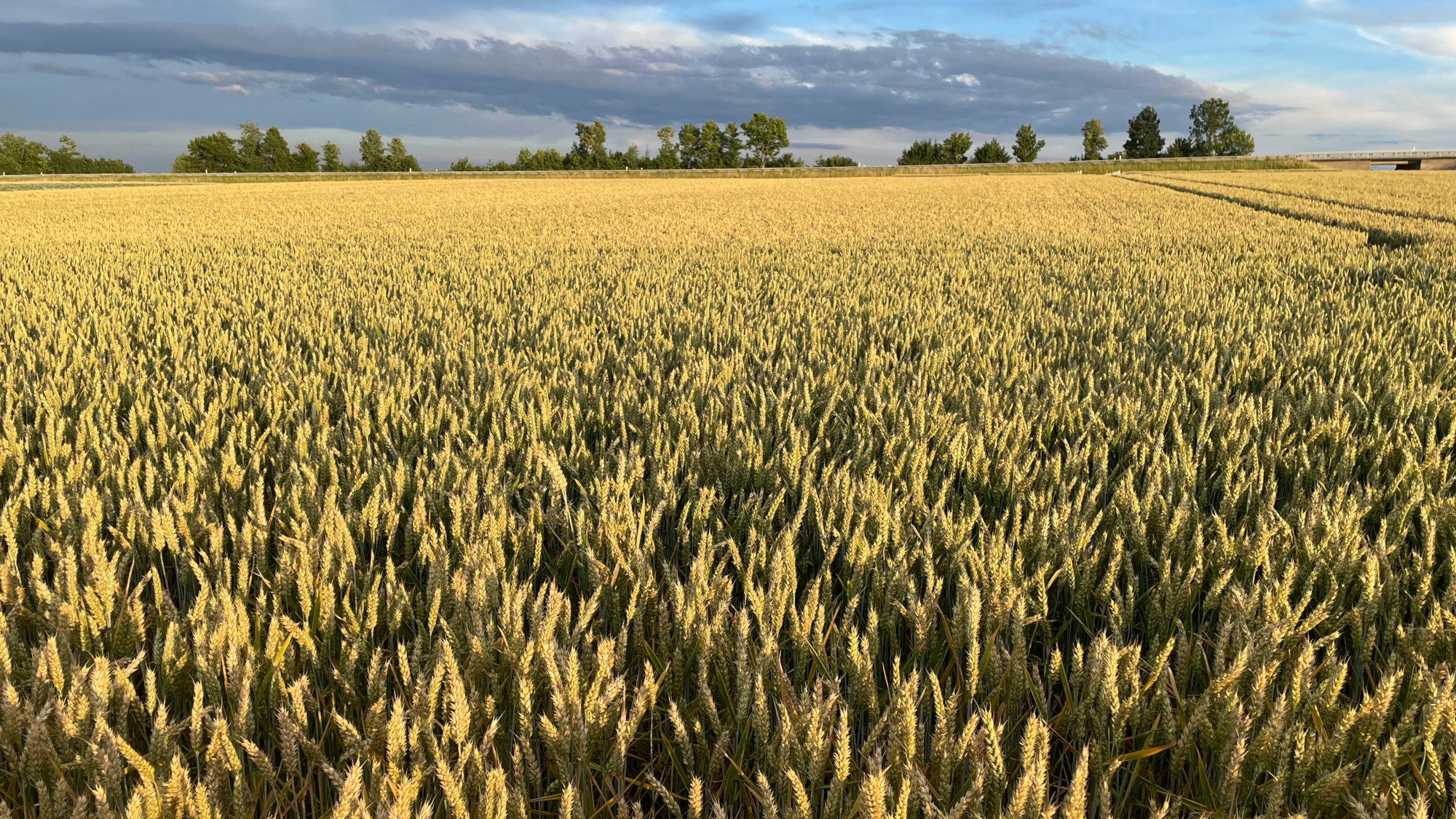 Computomics - 2Blades and Computomics Launch Pilot Project using Artificial Intelligence (AI ...